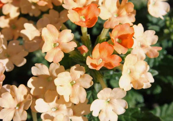 How to Grow and Care For Verbena | Gardener's Path