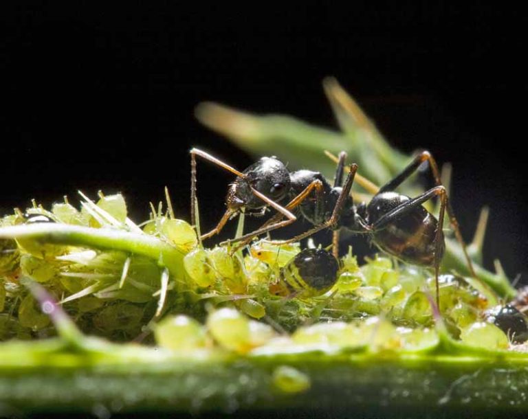 How to Control and Eradicate Aphids | Gardener's Path