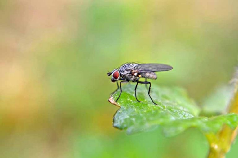 How to Identify and Manage Common Cauliflower Pests | Gardener’s Path