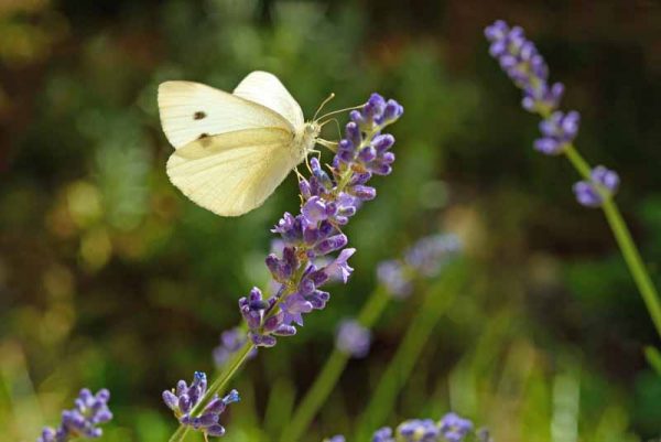 How to Identify and Manage Common Cauliflower Pests | Gardener’s Path