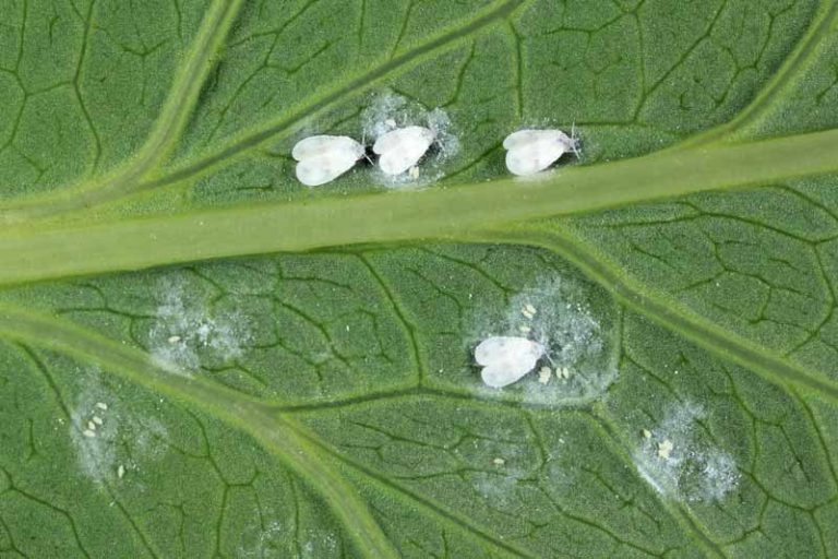 How to Identify and Manage Common Cauliflower Pests | Gardener’s Path