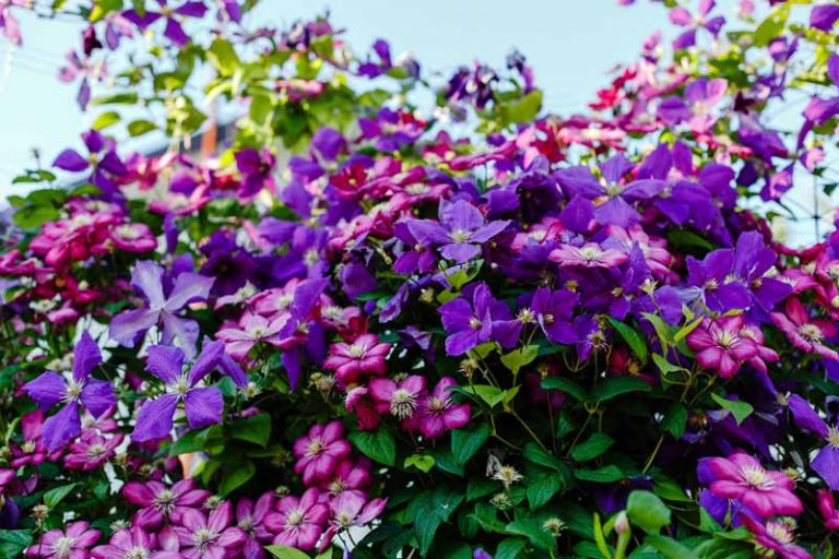 17 Best Flowering Perennials That Will Grow Almost Anywhere