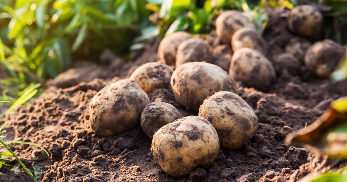 How To Grow Potatoes A Gardener s Path Growing Guide