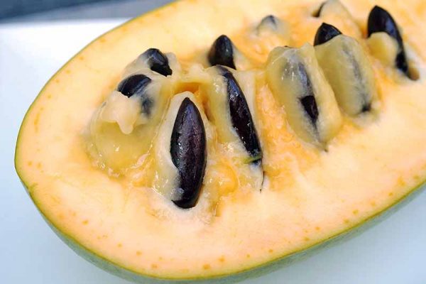 How to Grow and Care for Pawpaw Trees | Gardener’s Path