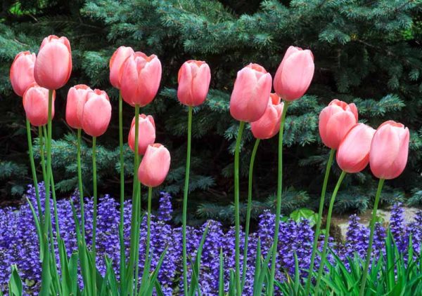 17 Best Flowering Perennials That Will Grow Almost Anywhere