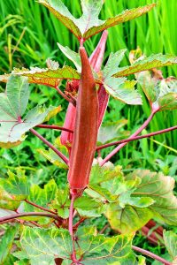 The 13 Best Okra Varieties for Your Vegetable Patch | Gardener’s Path