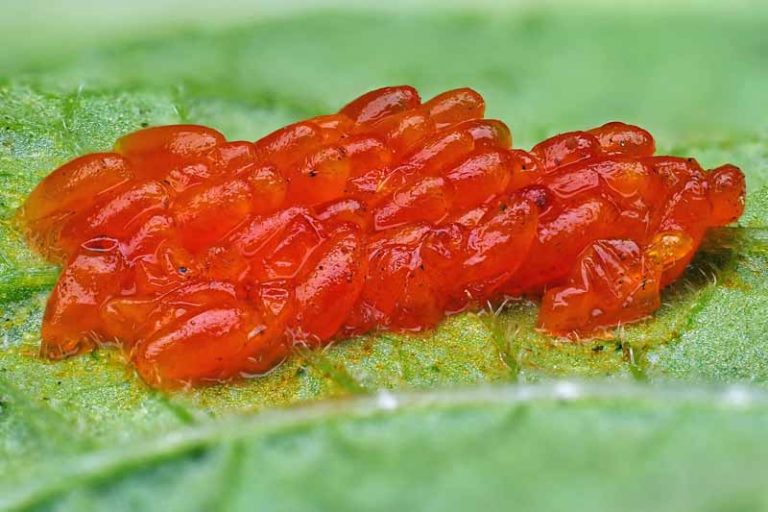 How to Control and Get Rid of Colorado Potato Beetles | Gardener’s Path
