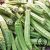 The 13 Best Okra Varieties for Your Vegetable Patch | Gardener’s Path