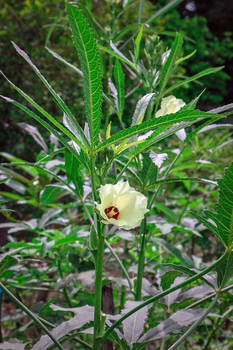 How to Plant and Grow Okra in Your Home Veggie Patch