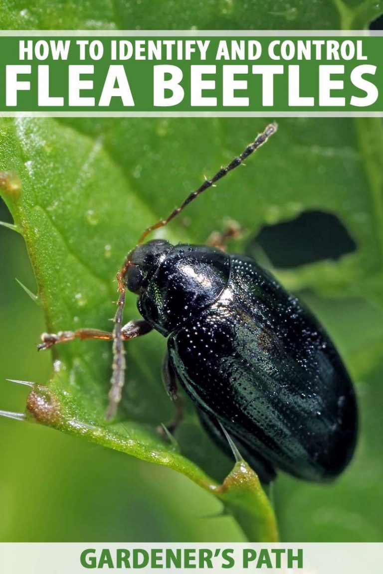 How to Control and Eradicate Flea Beetles | Gardener's Path