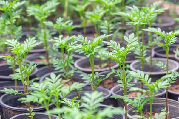 How to Grow and Care for Marigold Flowers | Gardener's Path