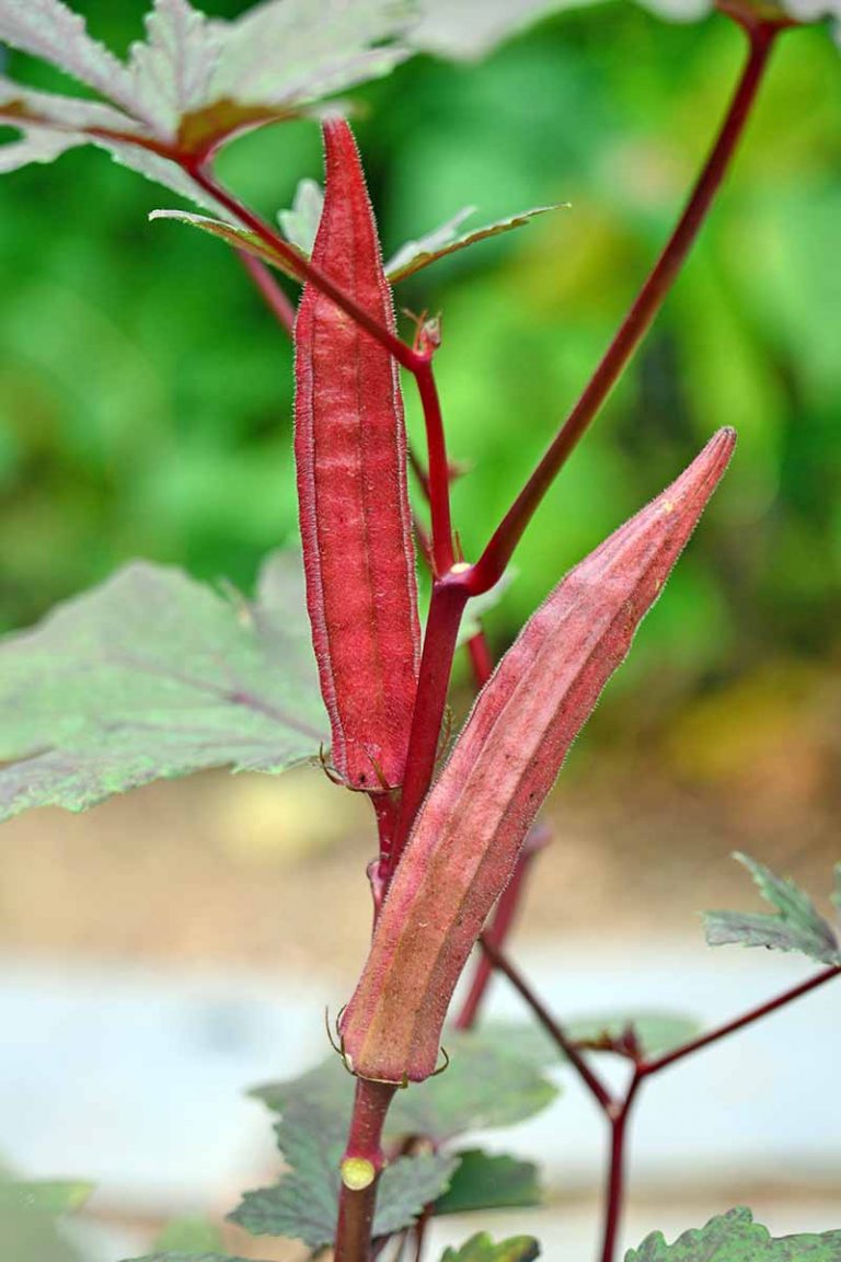 How to Plant and Grow Okra in Your Home Veggie Patch