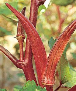 The 13 Best Okra Varieties for Your Vegetable Patch | Gardener’s Path