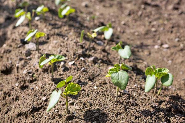 How to Grow Okra in Your Home Veggie Patch | Gardener’s Path
