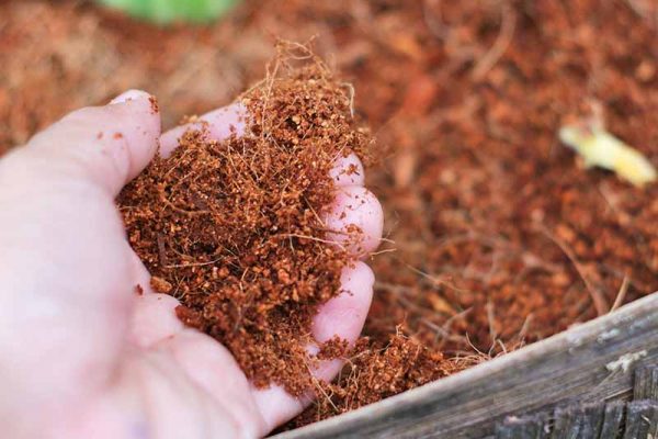 Learn How to Use Coconut Coir Products in the Garden