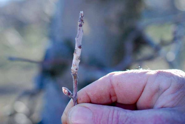 How to Prevent and Control Powdery Mildew on Apples
