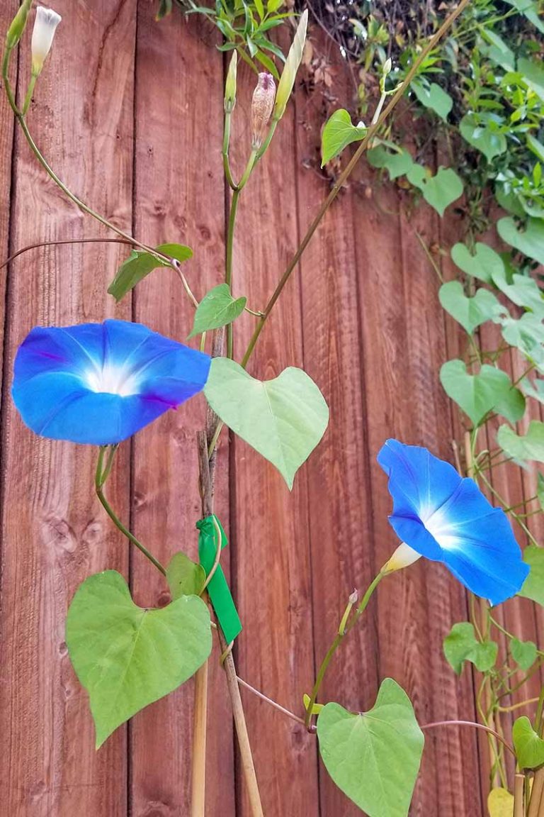 How to Plant and Grow Morning Glory Flowers | Gardener’s Path