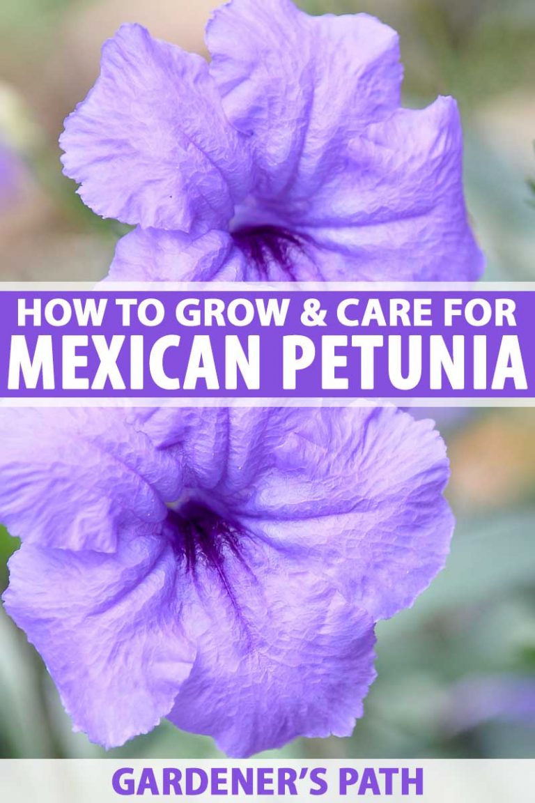 How to Grow and Care for Mexican Petunias (Ruellia Simplex)