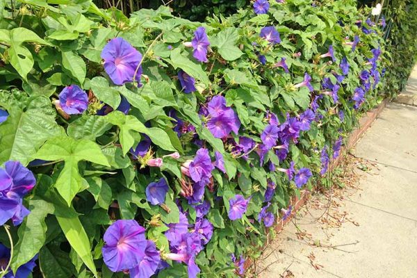 How to Plant and Grow Morning Glory Flowers | Gardener’s Path
