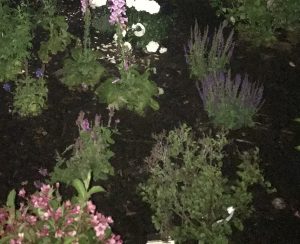 How to Grow and Care for Salvia Flowers | Gardener’s Path