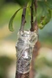 How to Plant, Grow, and Care for Almond Trees | Gardener's Path