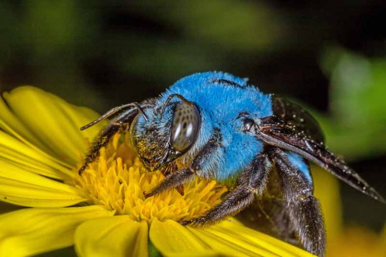 How to Stop Carpenter Bees from Attacking Your Home