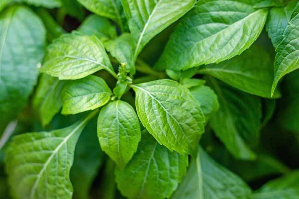 How to Plant and Grow Caraway Plants | Gardener's Path