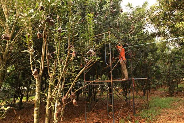 How to Grow and Care for a Macadamia Nut Tree