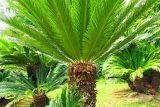 How to Grow and Care for Sago Palm | Gardener’s Path
