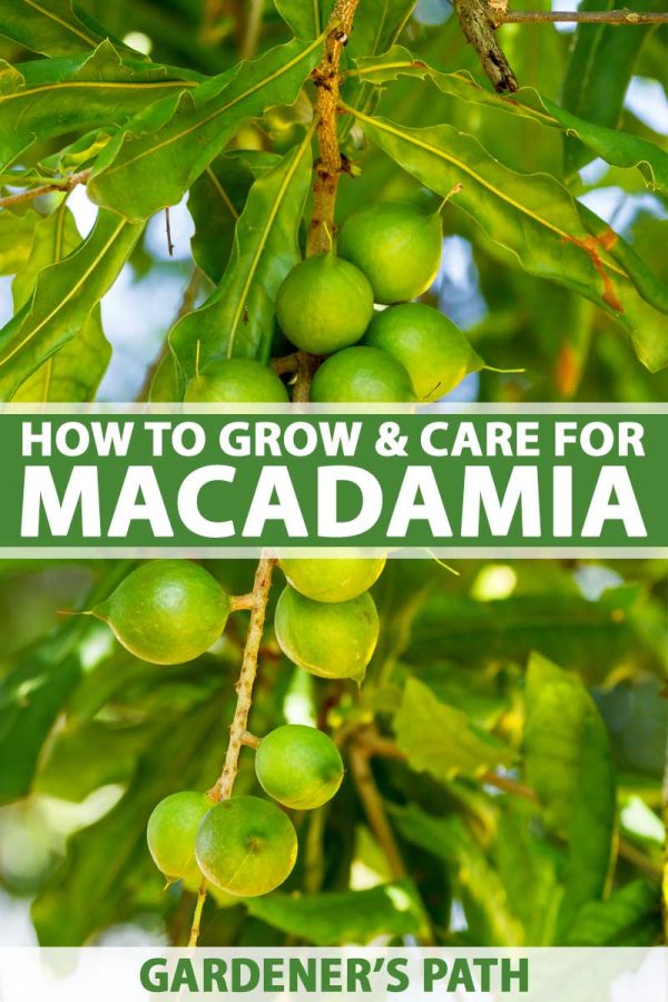 How to Grow and Care for a Macadamia Nut Tree