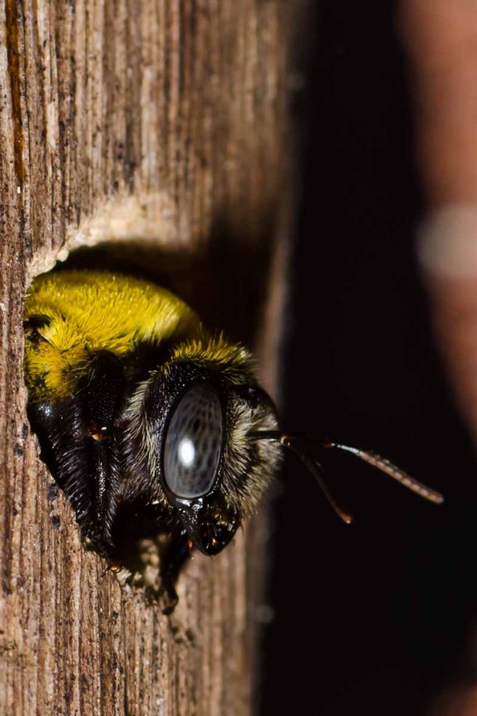 How to Stop Carpenter Bees from Attacking Your Home