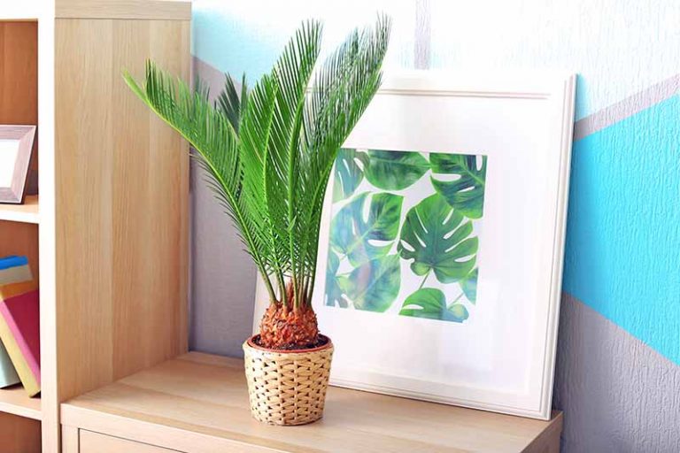 How to Grow and Care for Sago Palm | Gardener’s Path