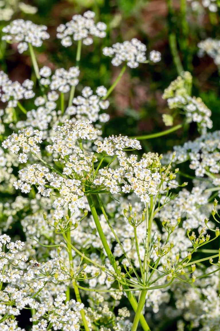 How to Plant and Grow Caraway Plants | Gardener's Path
