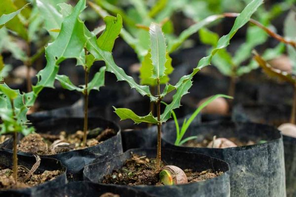 How to Grow and Care for a Macadamia Nut Tree