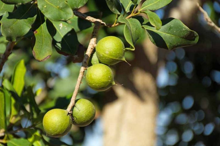 How to Grow and Care for a Macadamia Nut Tree
