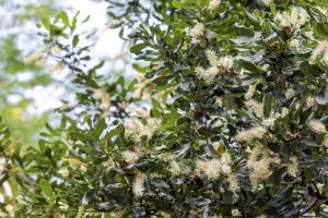 How to Grow and Care for a Macadamia Nut Tree