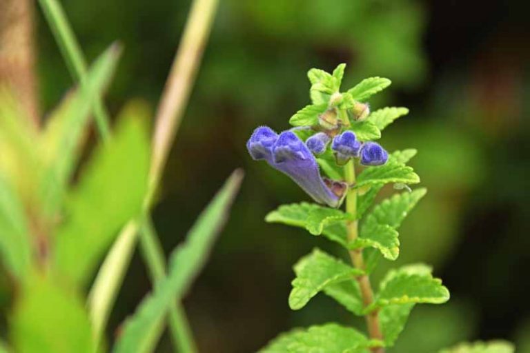 How to Grow and Care for Faassen’s Catmint | Gardener’s Path