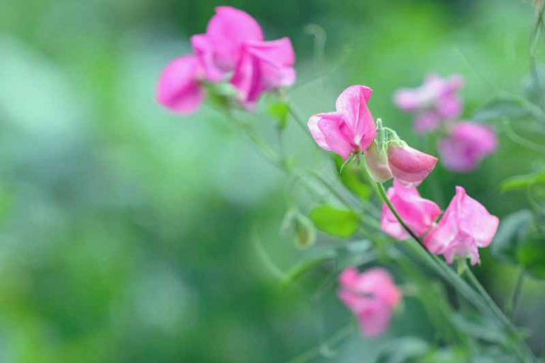 How to Plant, Grow, and Care For Sweet Pea Flowers | Gardener's Path