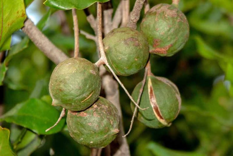 How to Grow and Care for a Macadamia Nut Tree