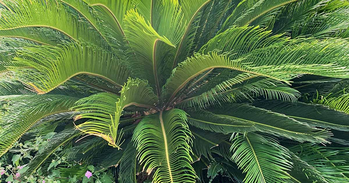 How To Grow And Care For Sago Palm Gardener s Path