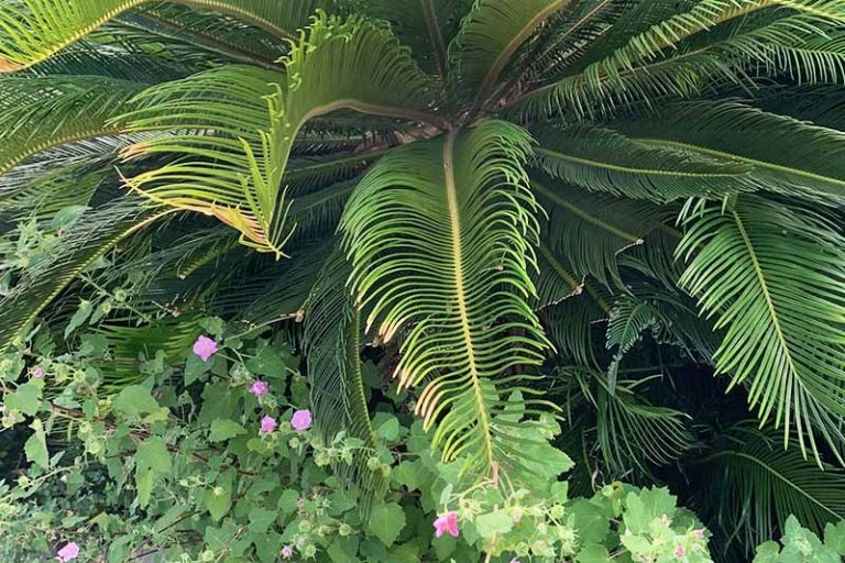 How to Deal with Common Sago Palm Pests & Diseases