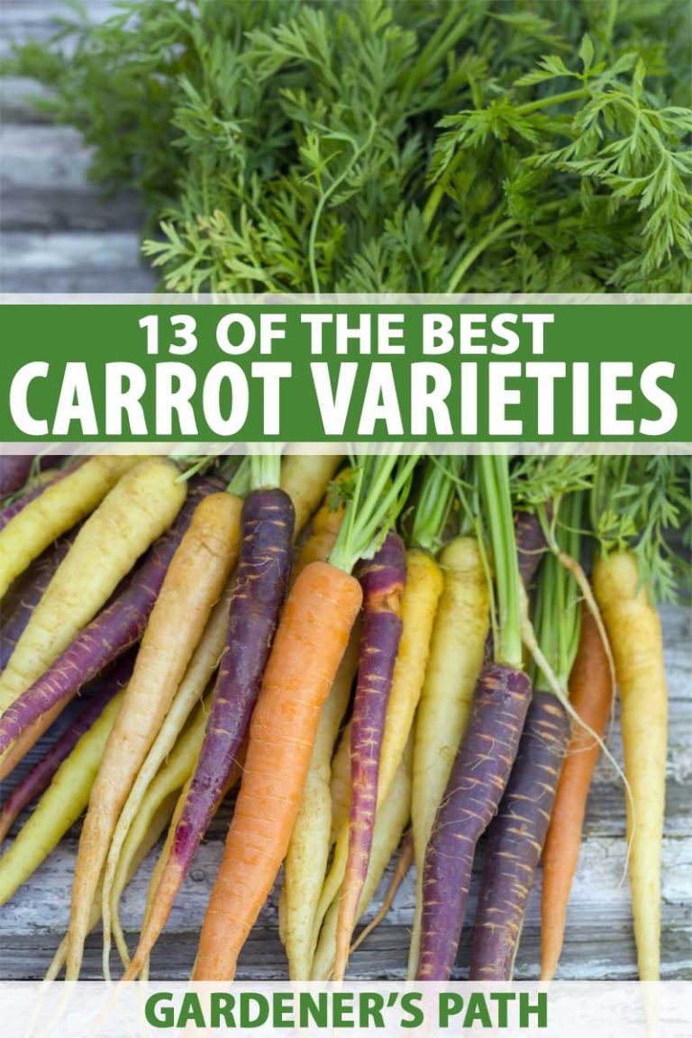 13 of the Best Carrot Varieties to Grow at Home | Gardener's Path