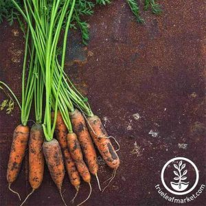 13 of the Best Carrot Varieties to Grow at Home | Gardener's Path