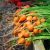 13 of the Best Carrot Varieties to Grow at Home | Gardener's Path