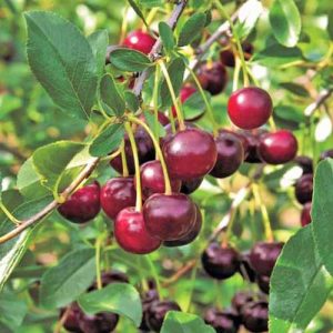 How to Grow and Care for Fruiting Cherry Trees | Gardener's Path