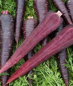 13 of the Best Carrot Varieties to Grow at Home | Gardener's Path