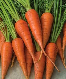 13 of the Best Carrot Varieties to Grow at Home | Gardener's Path