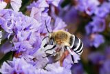 Ground and Wood Nesting Bees: Learn to Identify Common Backyard Species ...