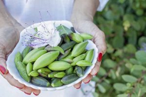 Grow and Use Capers: Learn About the Caper Bush | Gardener's Path