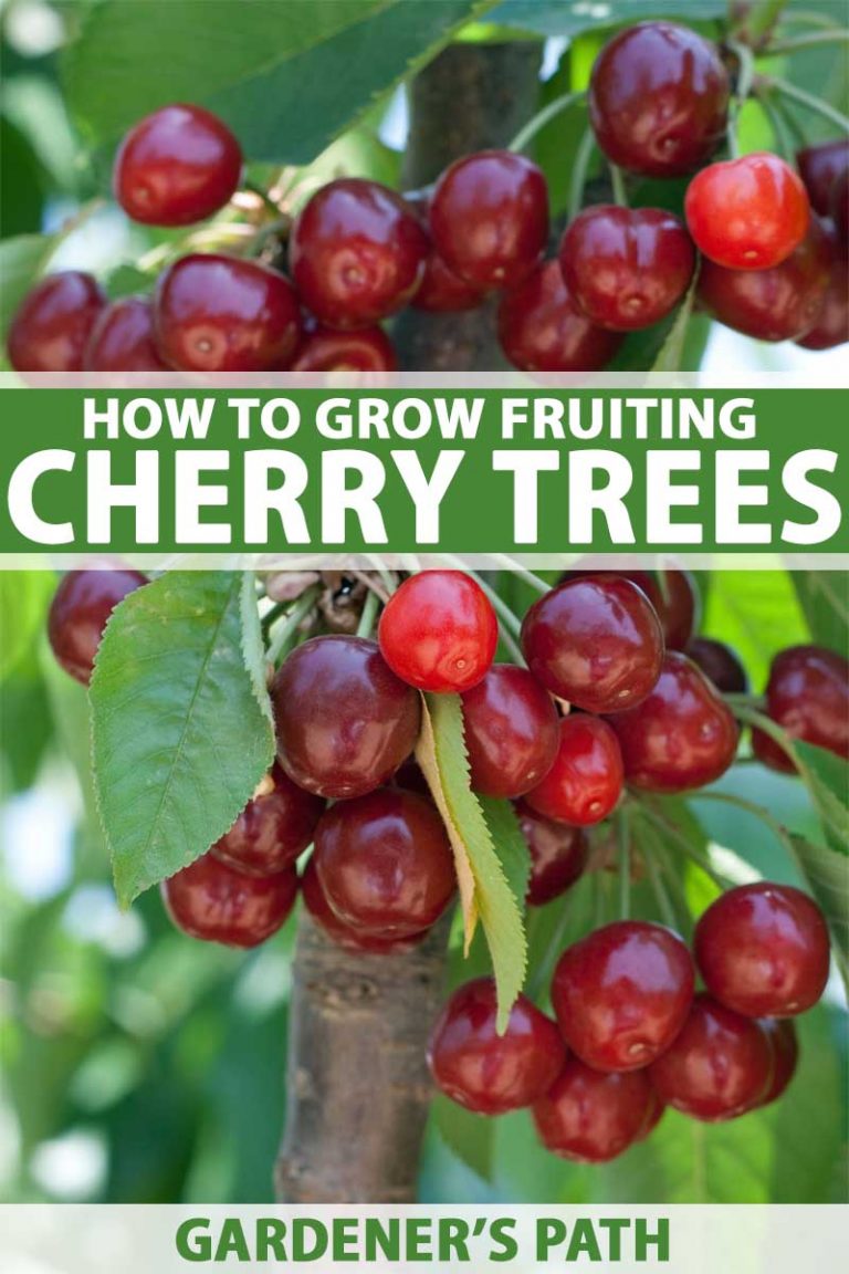 How to Grow and Care for Fruiting Cherry Trees | Gardener's Path